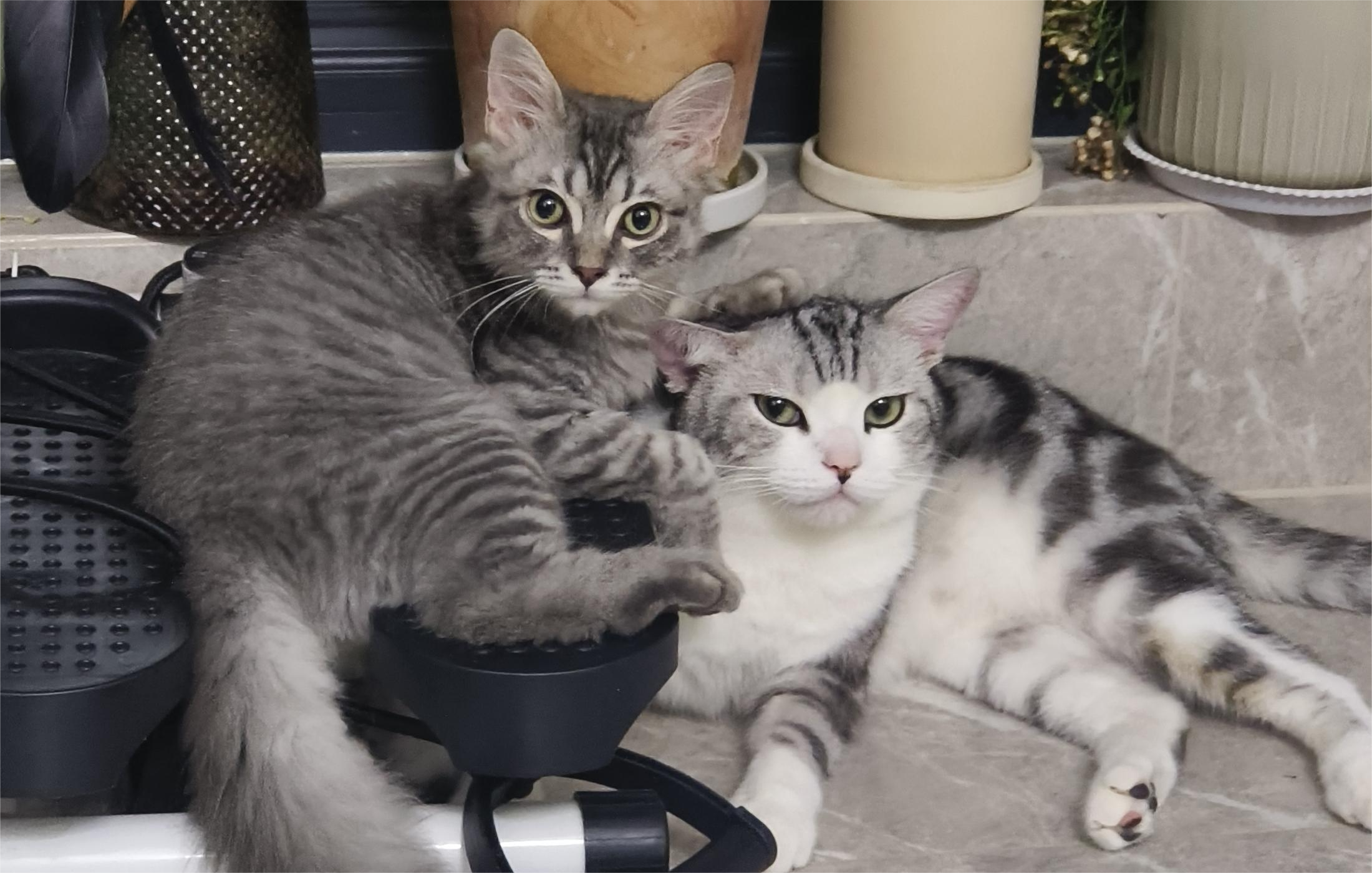 How Beardpet's Smart Cat Products Care Your Home-alone Cats? - ODM&OEM ...