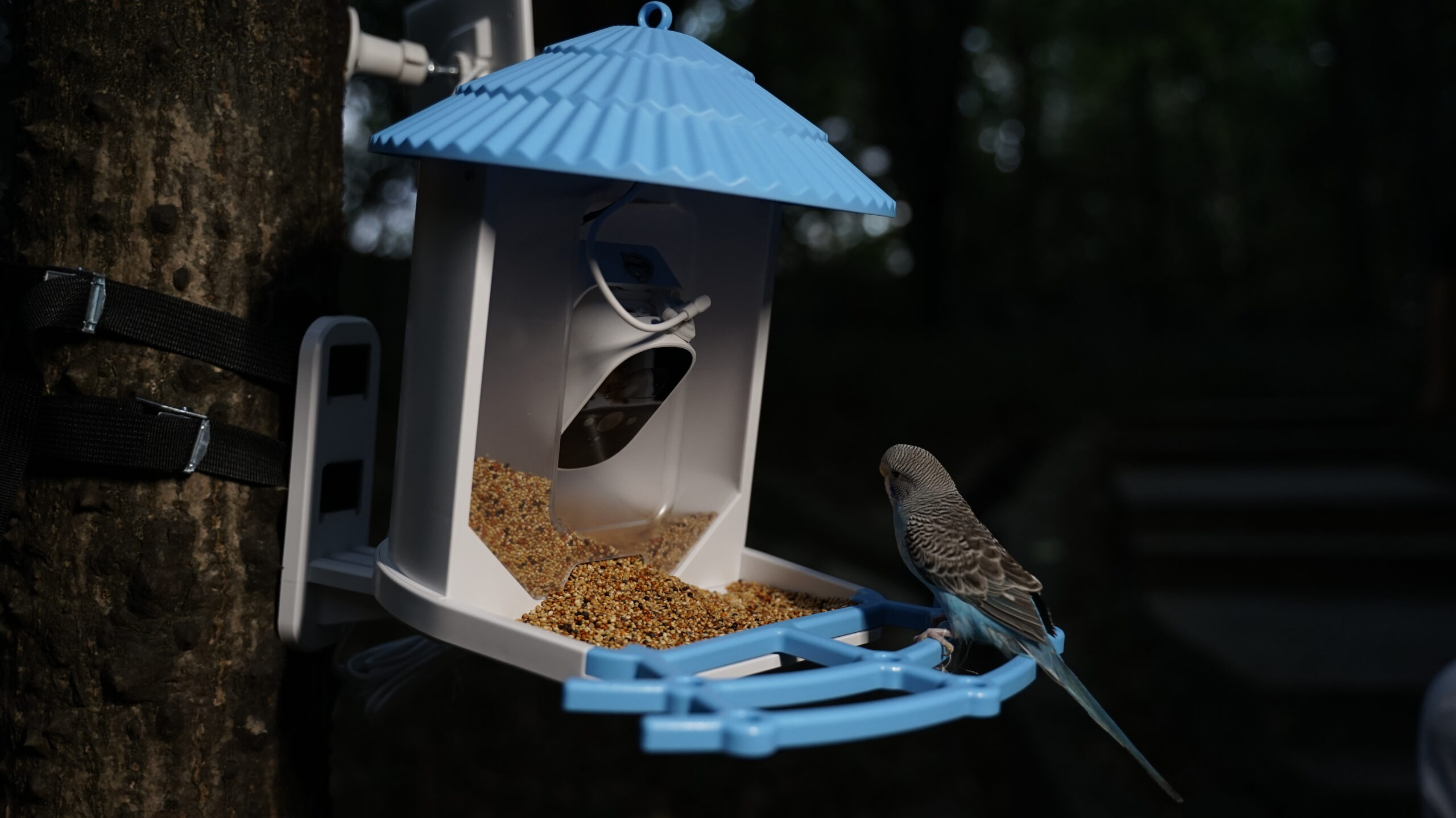 Beardpet’s Smart Bird Feeder BF-02! Fire-new Bird-watching Experience ...