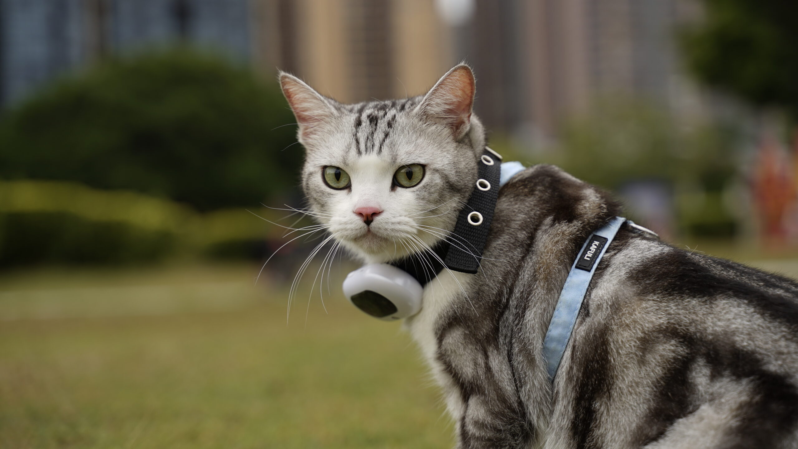 Everything You Should Know about Pet Tracker - ODM&OEM Smart Pet ...