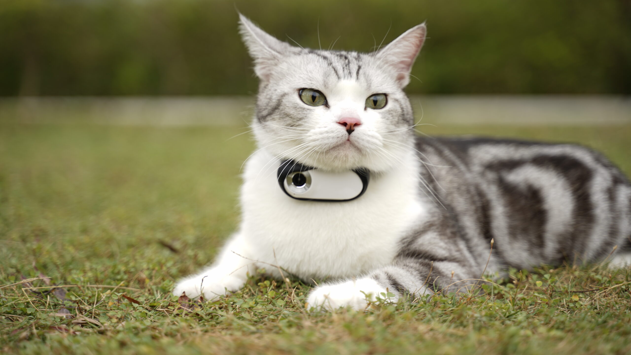 Pet Video Camera: Easy Way to Open the Door of Your Pet’s World - ODM ...