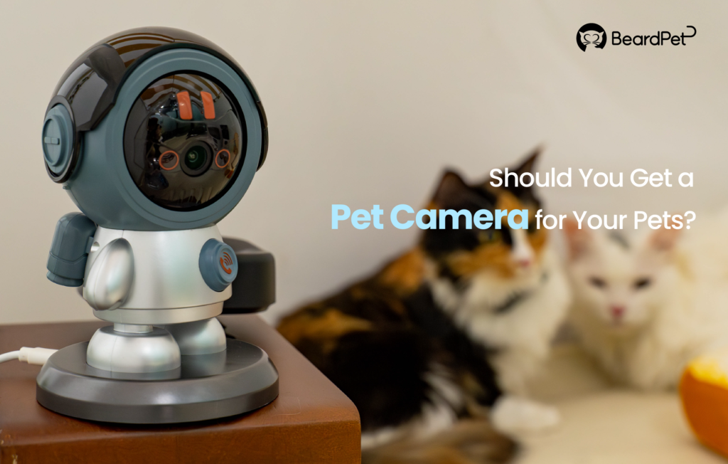 Should You Get a Pet Camera for Your Pets? - ODM&OEM Smart Pet Products ...