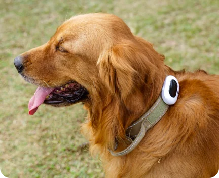 Pet Tracker - ODM&OEM Smart Pet Products Manufacturer