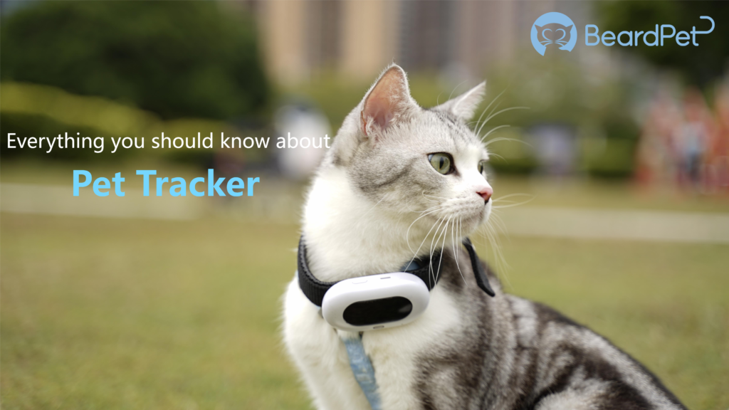 Everything You Should Know about Pet Tracker - ODM&OEM Smart Pet ...