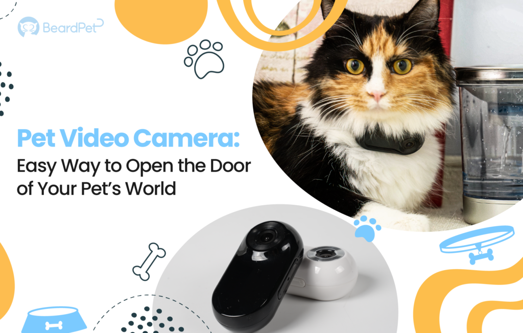 Pet Video Camera: Easy Way to Open the Door of Your Pet’s World - ODM ...