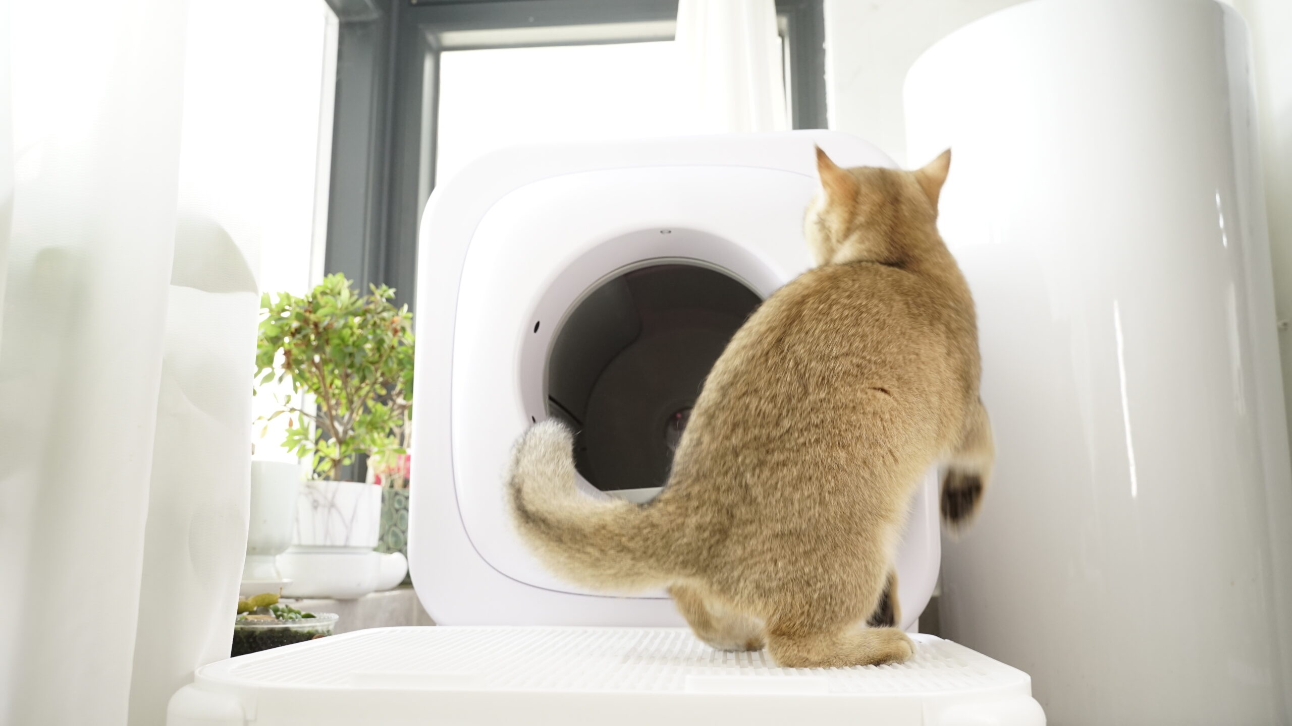 Should You Consider an Electric Cat Litter Box? - ODM&OEM Smart Pet ...