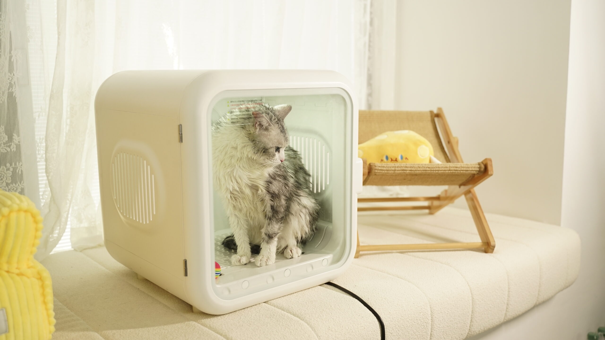 Is The Dog Dryer Box Suitable for All Pets? - ODM&OEM Smart Pet ...