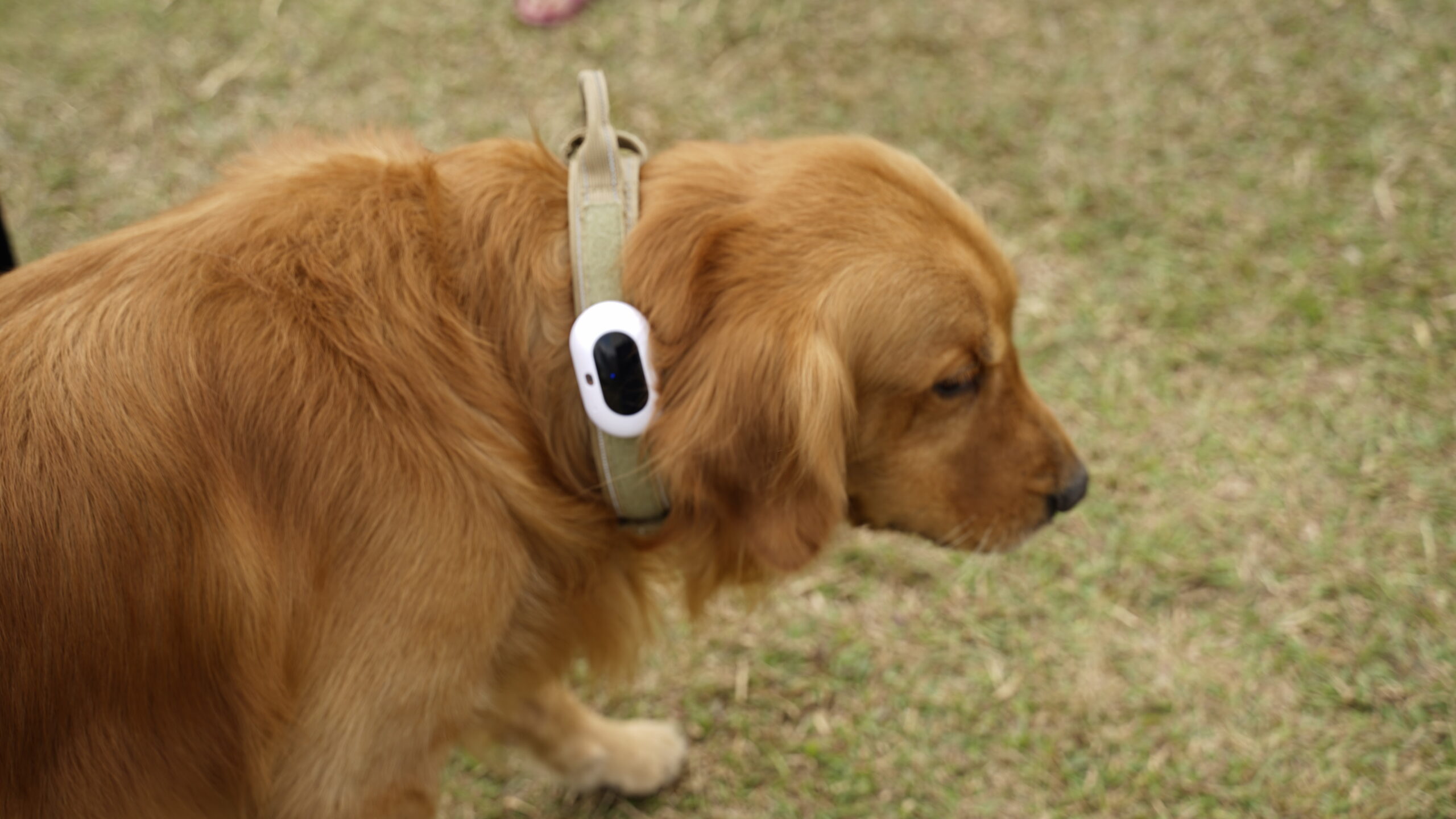 How Dog Location Tracker Saves Your Pet's Life - ODM&OEM Smart Pet ...