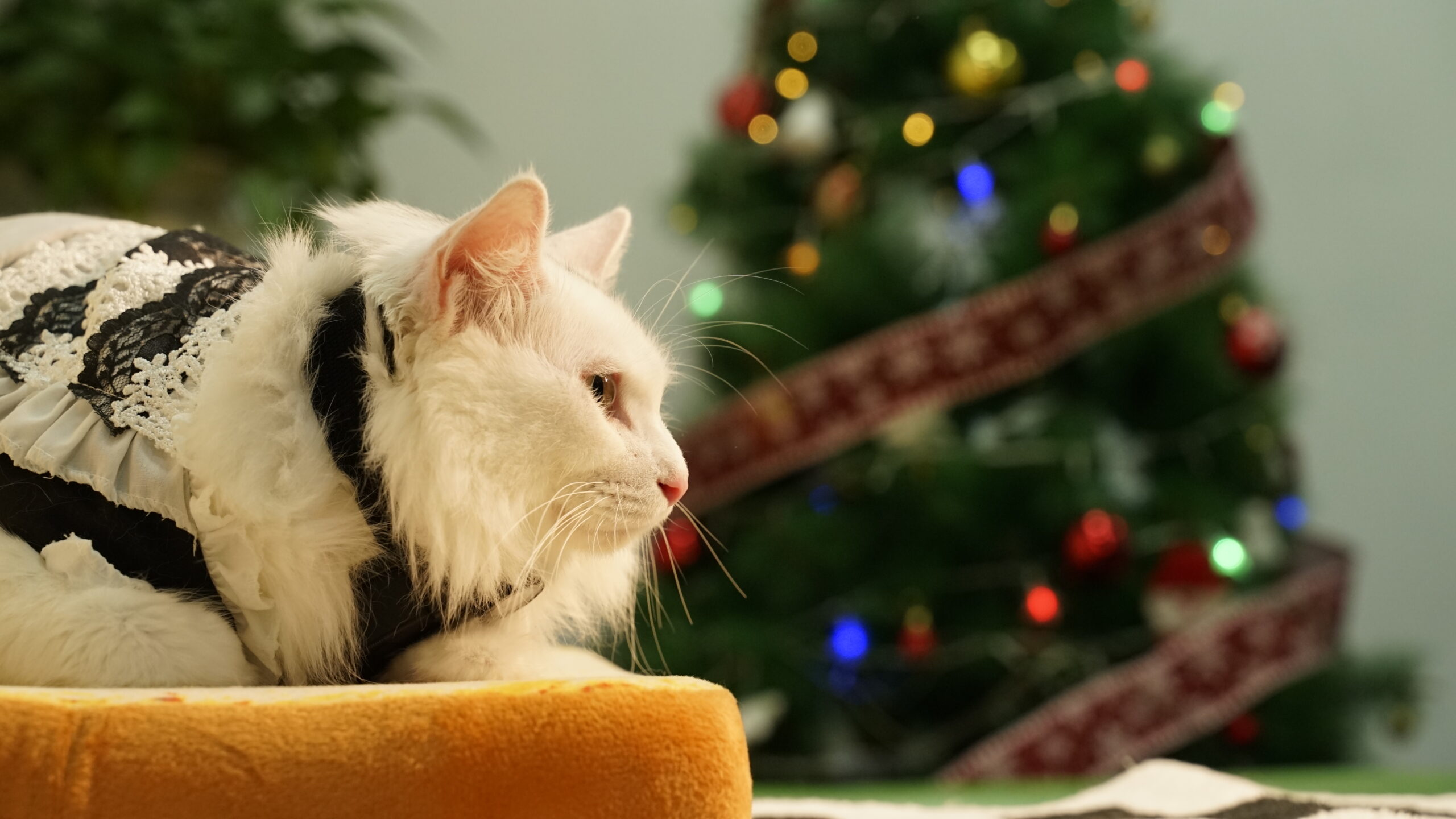 How to Keep Cats Away from Christmas Tree? - ODM&OEM Smart Pet Products ...