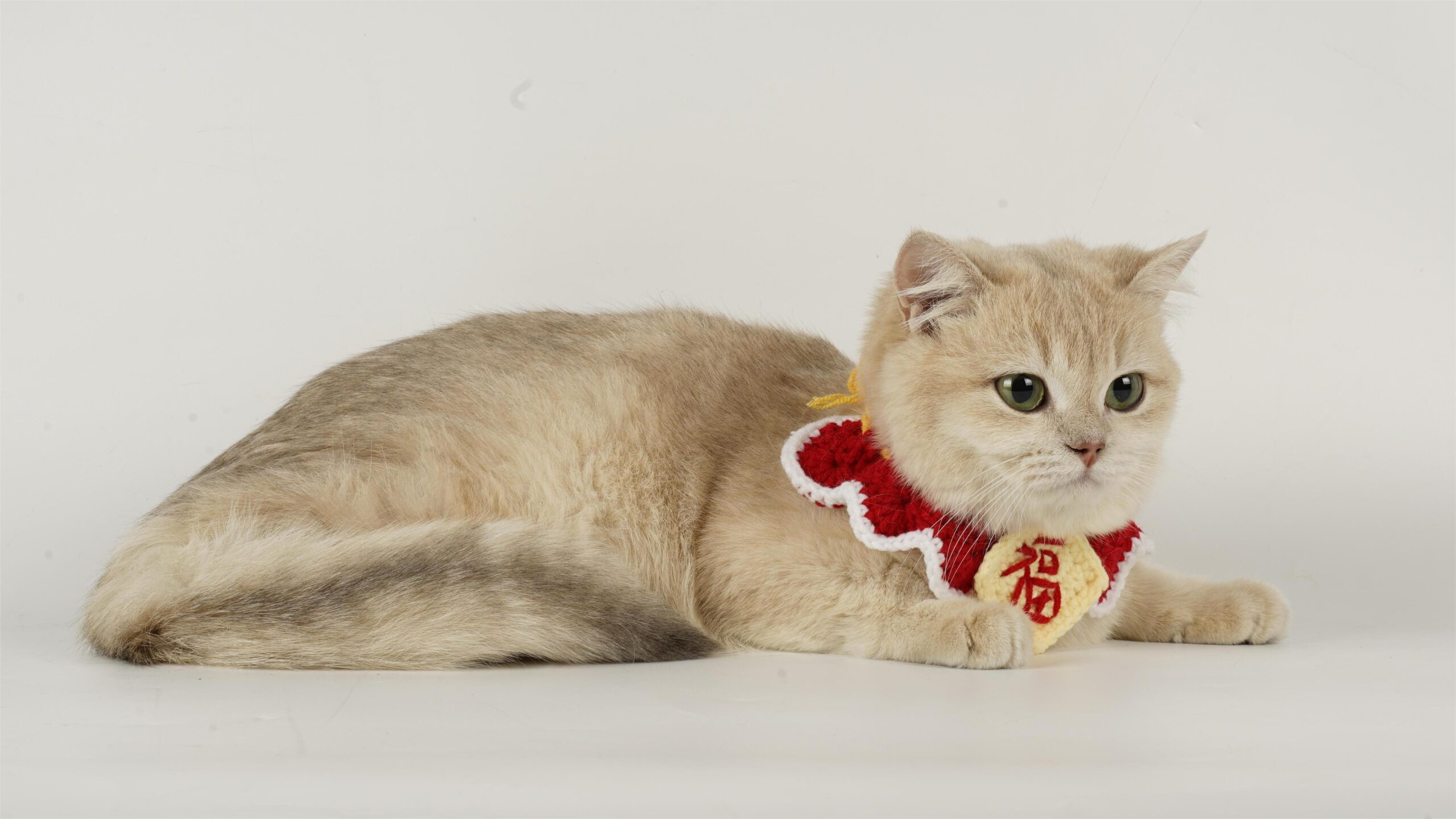 Responsible Cat Owner Guide: The Importance of Cat Sterilization - ODM ...