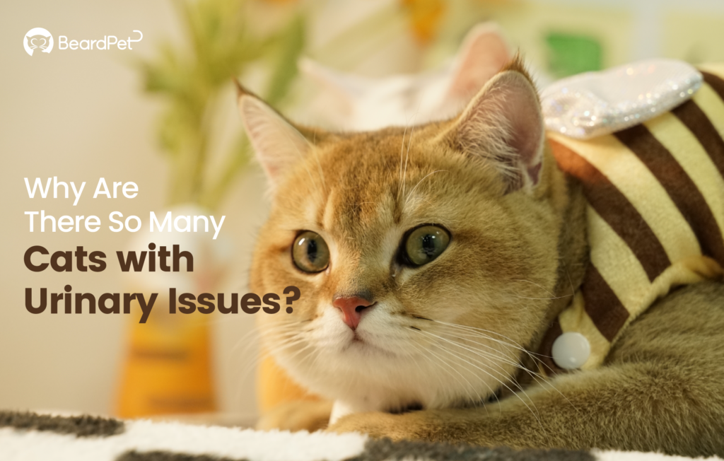 Why Are There so Many Cats with Urinary Issues? - ODM&OEM Smart Pet ...